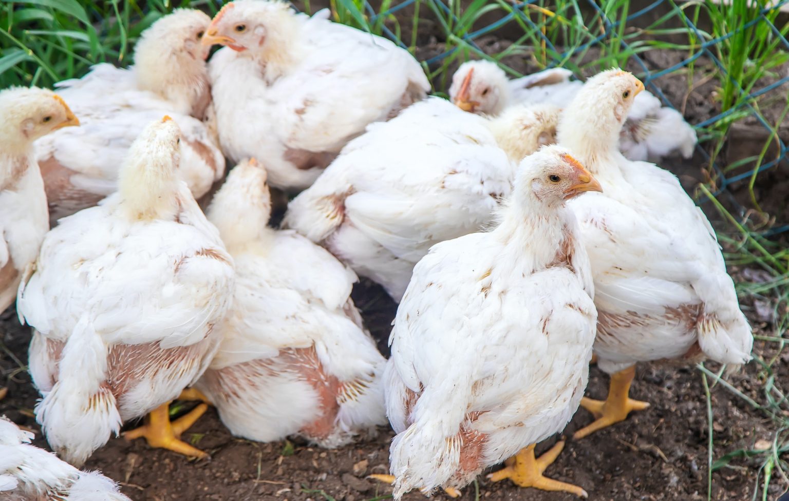 Broilers - Cradle Poultry