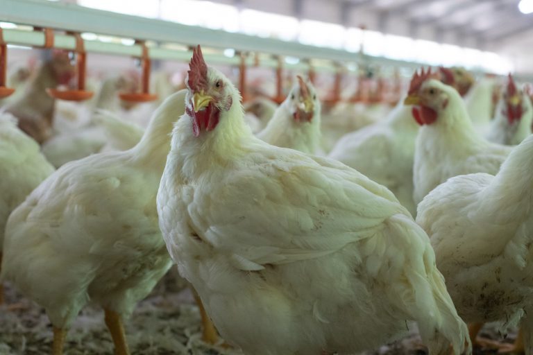 Broilers - Cradle Poultry