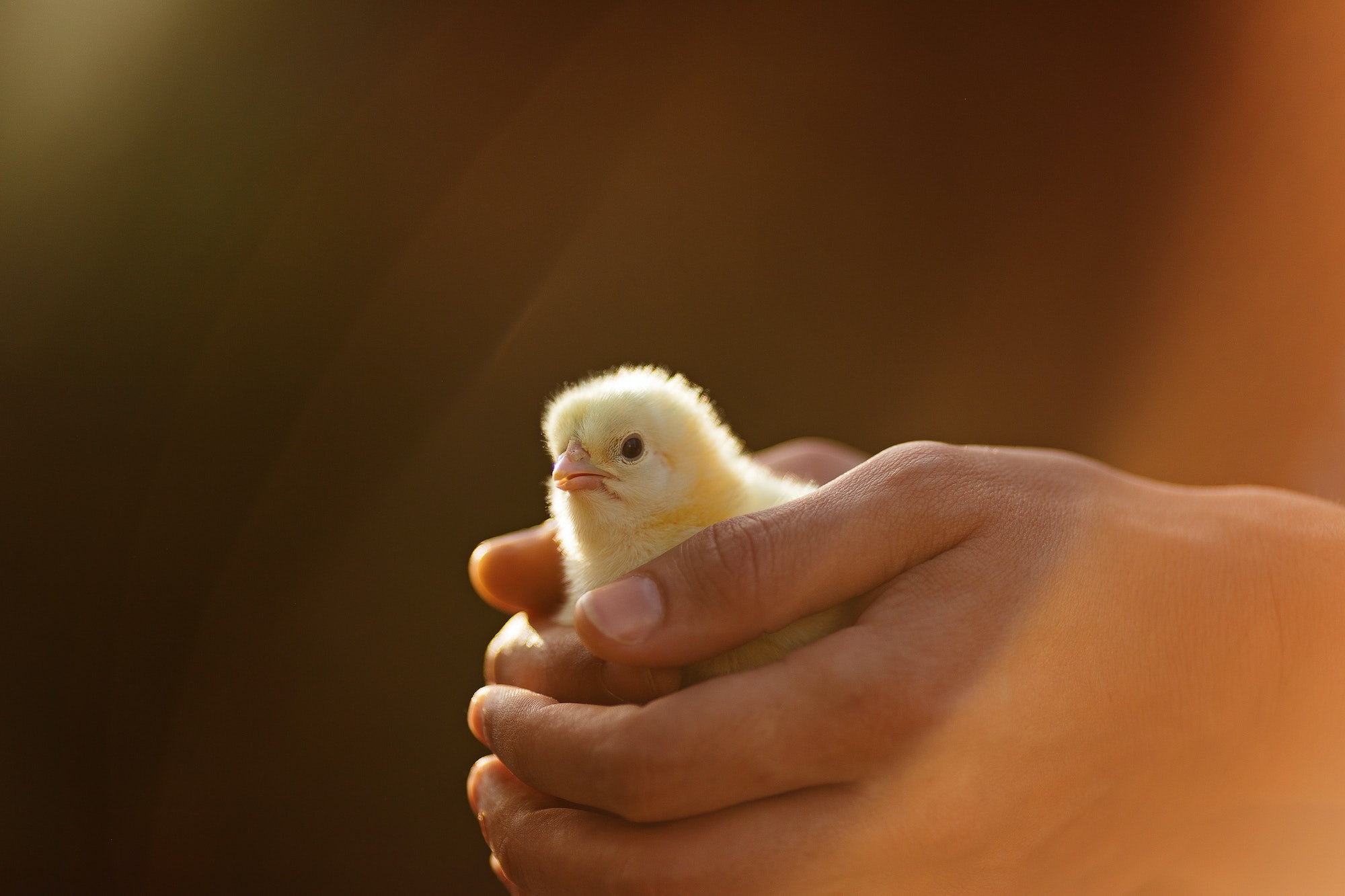 Day-Old Ross 308 Broiler Chicks for Sale | Healthy & Vaccinated ...